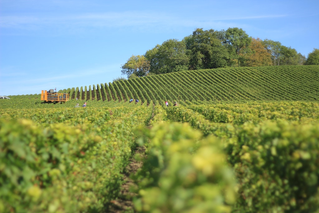 Qu’est-ce que l’appellation champagne ? - Julien Saintout